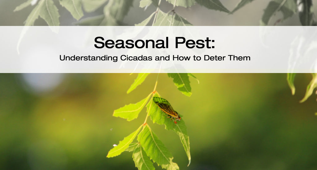 Seasonal Pests: Understanding Cicadas and How to Deter Them – Tomahawk ...
