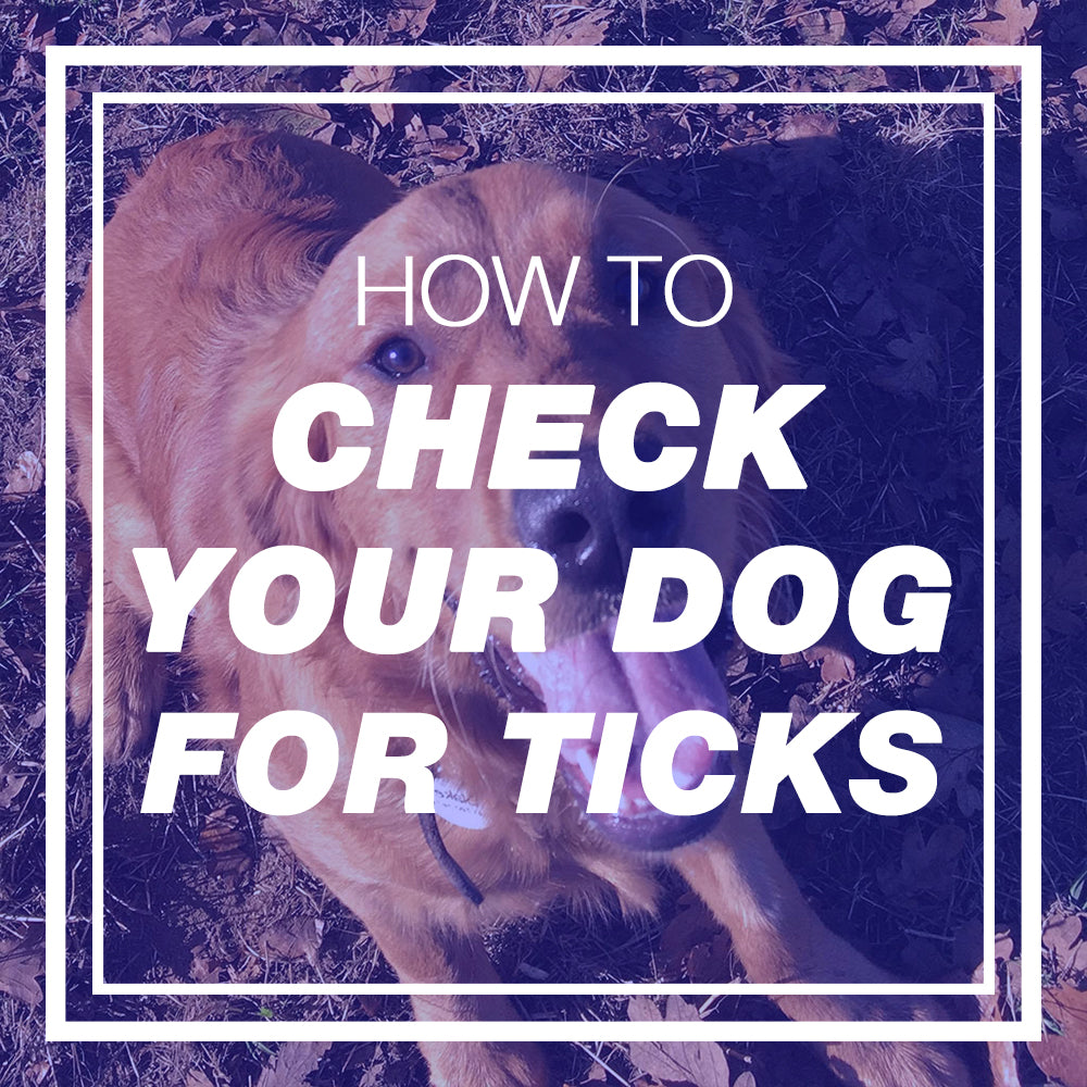 Steps to Check Your Dog for Ticks – Tomahawk Power