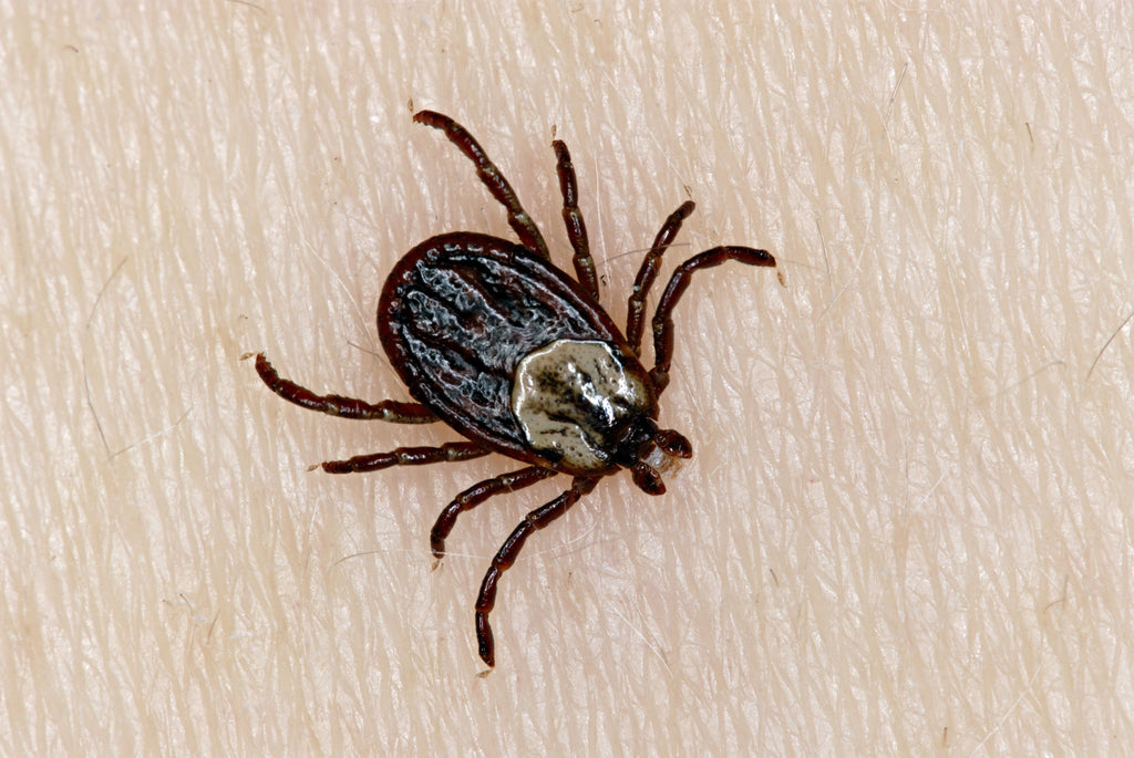 How "Blue Tick Pest Control" Can Revolutionize Your Backyard Experienc ...
